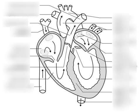 Ch 6 Diagrams Structure Of Human Heart And Working Of Human Heart Eroppa