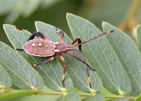Crusader Bug Mictis Profana