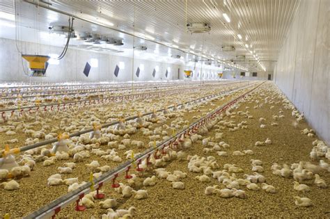 Общие правила кормления птицы - Комбикорм Purina в Казахстане. Оптовые ...