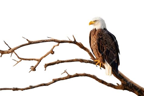 고립 된 대머리 미국 독수리 Ai 생성 Psd