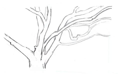 How To Draw Trees Overlapping Branches Tree Drawing Branch Drawing Drawings