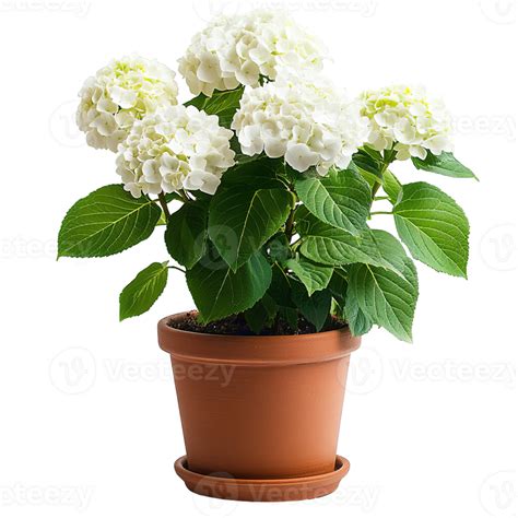 Fresh Blooming White Hydrangea Clusters With Vibrant Foliage In Classic