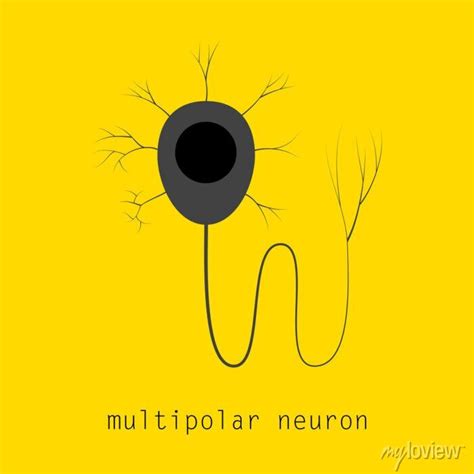 Structure Of A Motor Neuron Vector Illustration Posters For The Wall