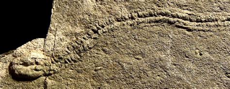 First Signs Of Animal Life On Earth May Be From Microbes News