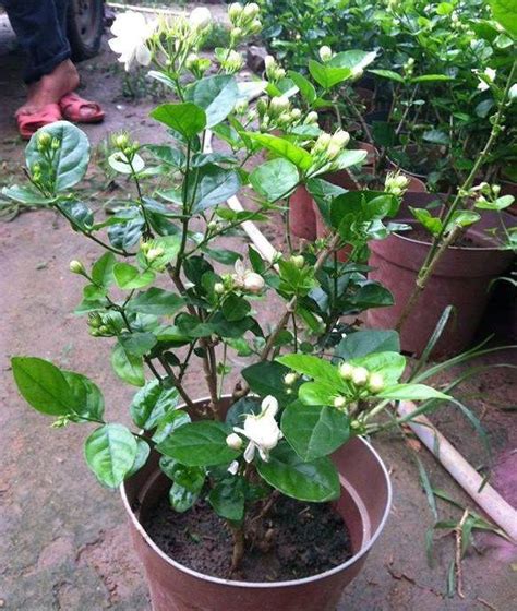11 12月茉莉花能重剪吗 懂得拿捏好轻重 越冬才会更加轻松有把握 修剪
