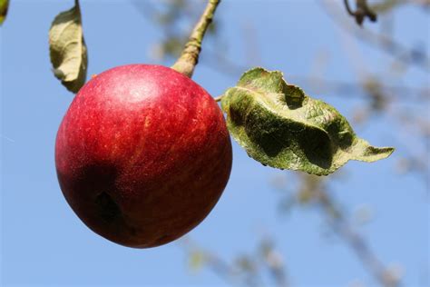 사과 과일 나무 Pixabay의 무료 사진 Pixabay