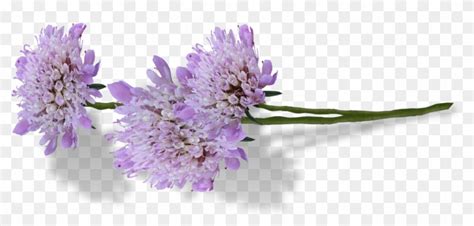 English Transprent Png - Нежные Цветы На Прозрачном Фоне Clipart ...