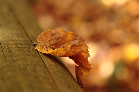 Leaf Log Trunk Free Photo On Pixabay Pixabay