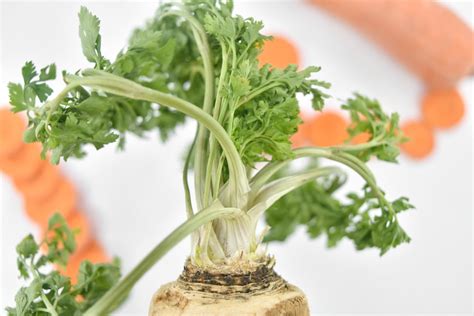 무료 사진 상세 정보 야채 음식 점심 파 슬 리 야채 건강 한 재료 샐러드 신선한