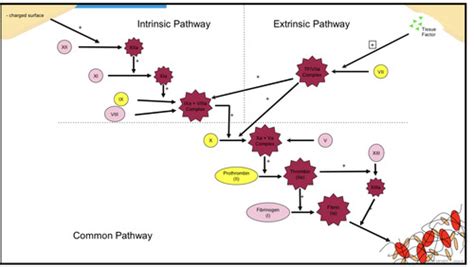 Anticoagulation Reversal And Hit Flashcards Quizlet