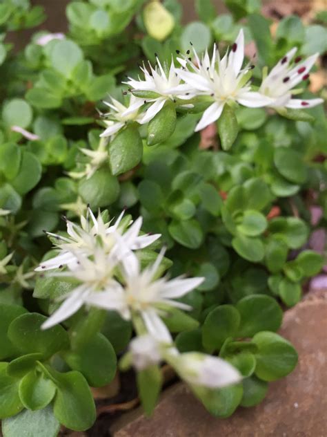 Sedum Ternatum Larinem Park Woodland Stonecrop Laurens Garden Service And Native Plant Nursery