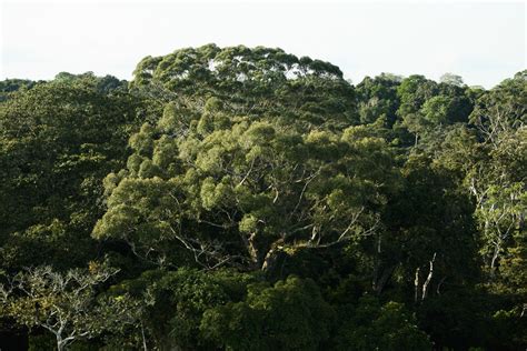 Publication Of A Brochure Of Analysis And Comparison Of Eudr With The