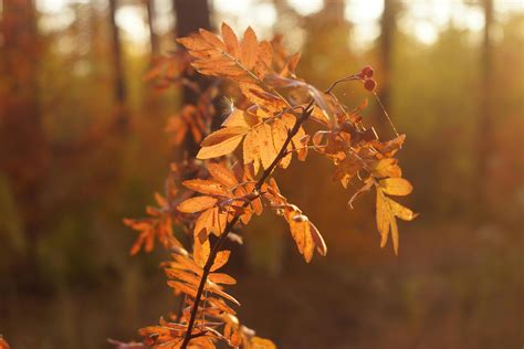 집 밖의 가을 경치 경치가 좋은 계절의 아름다움 고요한 고요함 골든 아워 공원 광야 그림자 나무 나뭇잎 노란색 떨어지다 레크리에이션 모험