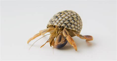 Symptoms And Treatment Of Genital Crabs Std Concern