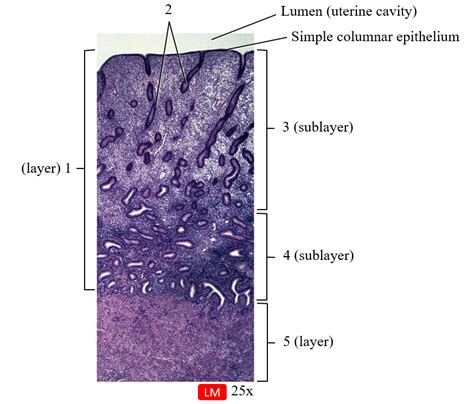 Layers Of Endometrium Histology Endometrium An Overview