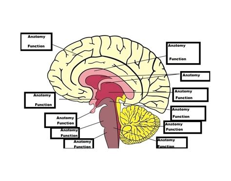 Brain Anatomy And Function Quiz