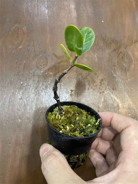 Yahooオークション Hydnophytum Caminiferum Central Papua Wild ヒ