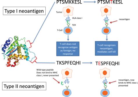 The Role Of Neoantigens In Response To Immune Checkpoint Blockade Abstract Europe PMC