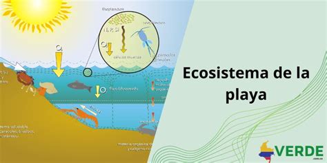 Animales De Ecosistema Terrestre Colombia Verde