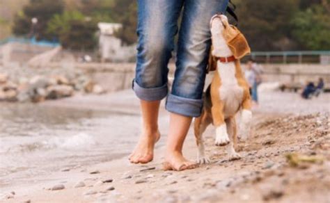 犬の血統書の意味や見方は発行名義変更の仕方まとめ pepy