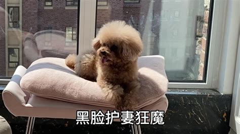 妞妞手术的第三天！伤口愈合的很好，妞妞上药也很乖！ 狗狗 Youtube