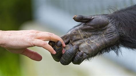 La manera en la que los chimpancé estrechan la mano depende de su grupo social según un estudio