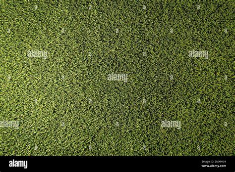 Artifical Grass Turf Background Texture From An Overhead Position Stock