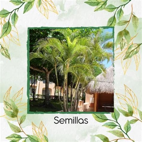 30 Semillas De Palma Areca Catechu