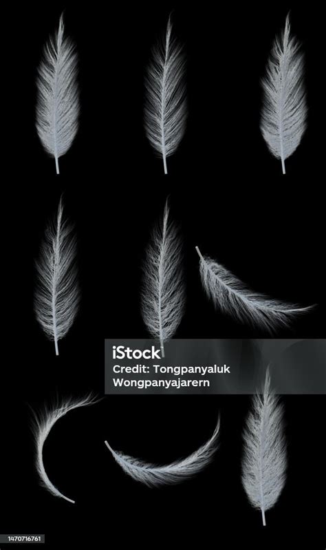 흰색 부드러운 깃털의 컬렉션 세트는 그림을 렌더링3d 검은색 배경에 각 요소를 투명하게 분리했습니다 3차원 형태에 대한 스톡 사진 및 기타 이미지 Istock