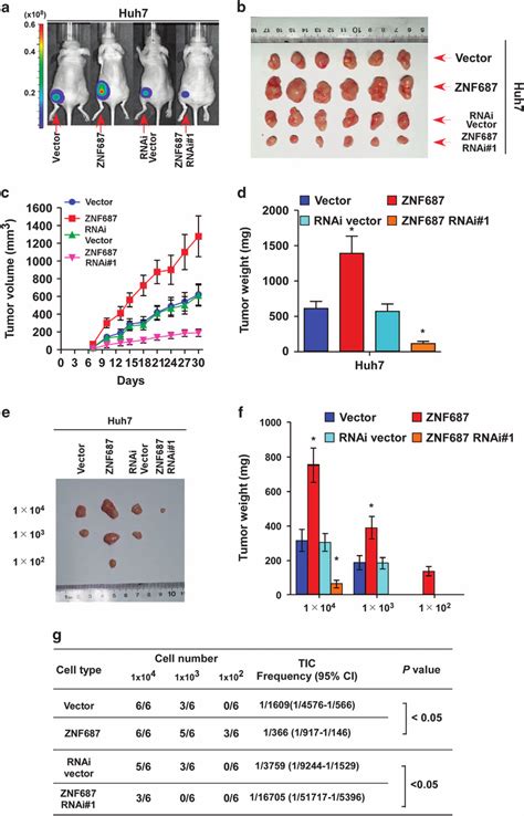 Znf687 Enhances Tumorigenesis And Stem Cell Like Traits Of Hcc In Vivo Download Scientific