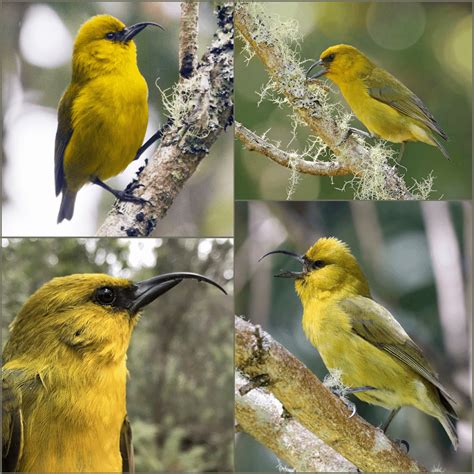 The ‘akiapōlā‘au Is A Hawaiian Honeycreeper With A Bizarre Beak Its