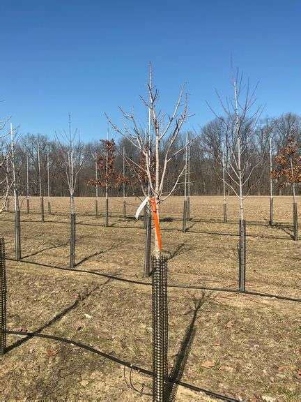 Apollo Sugar Maple Bright Star Real Estate Services