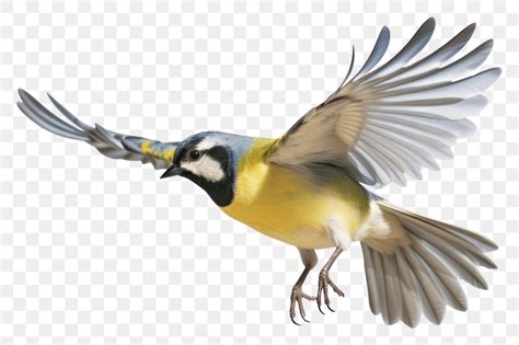 Png Flying Common Great Tit Free Png Rawpixel