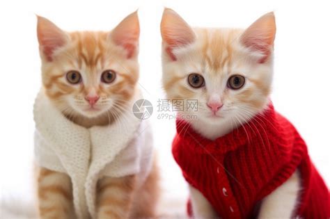 穿着毛衣的两只猫高清图片下载 正版图片600373743 摄图网
