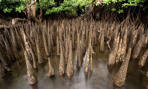 Elimu Plants