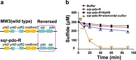 The Confirmation Of The Promoter Between Nrec And Sqr A The Schematic Download Scientific