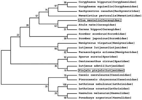 phylogenetic analysis of taxa using the maximum parsimony method based