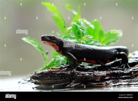 Red Bellied Newt On Rock Indonesia Stock Photo Alamy