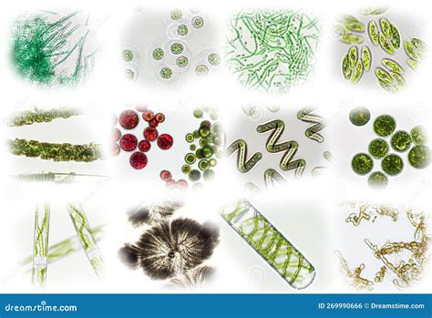 Microalgae Under Microscopic View Green Algae Cyanobacteria Phytoplankton Diatom Algae Mix