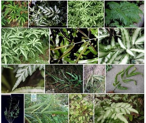 剑叶凤尾蕨 Pteris ensiformis 拉丁名学名属名科名植物生活型图片