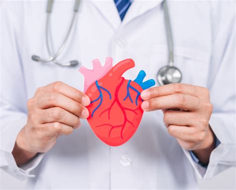 Unlocking The Potential Of Gut Microbiota In Cardiovascular Health