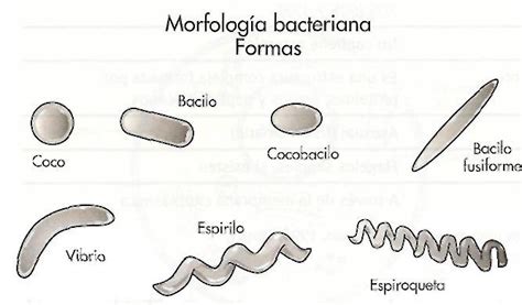 Formas De Bactérias Imagui