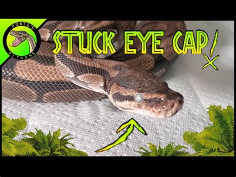 Ball Python Eye Caps