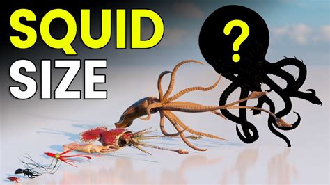 3d Giant Squid Size Comparison Colossal Squid Size Youtube