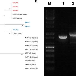 Multi Locus Sequence Analysis Based Phylogenetic Relationship Between Download Scientific