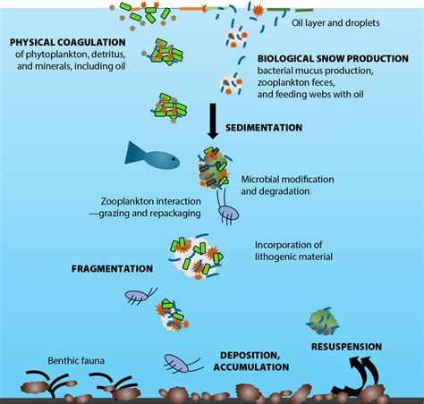 Oil Biodegradation