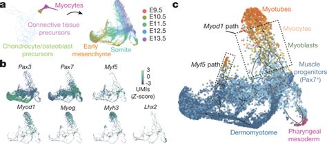 Louvain Clustering And T Sne Visualization Of Subclusters Of The Each Download Scientific
