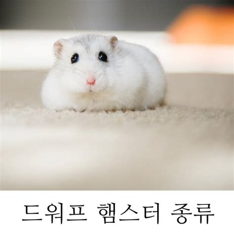 드워프 햄스터 종류와 특징 수명 몸무게 알아보기 사슴 햄스터 네이버 블로그