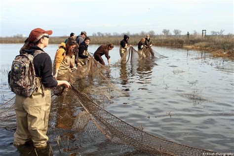 Mediocre Surreality Rocket Netting Goose Catching