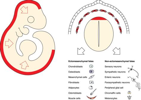 Neural Crest Cells Are Embryonic Multipotent Stem Cells Giving Rise To Download Scientific